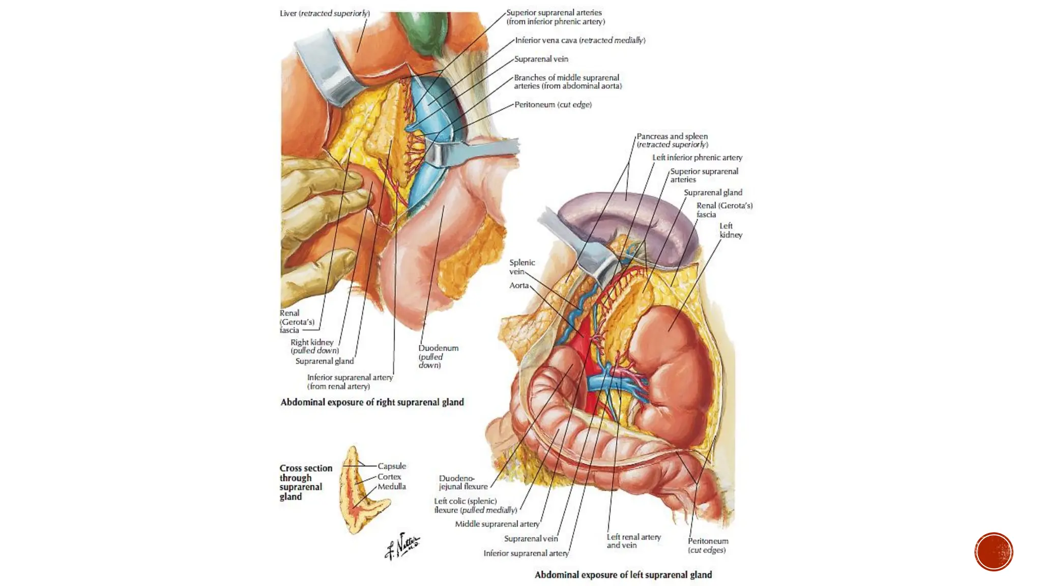 The posterior abdominal wall and Vasculature of abdomen.pdf
