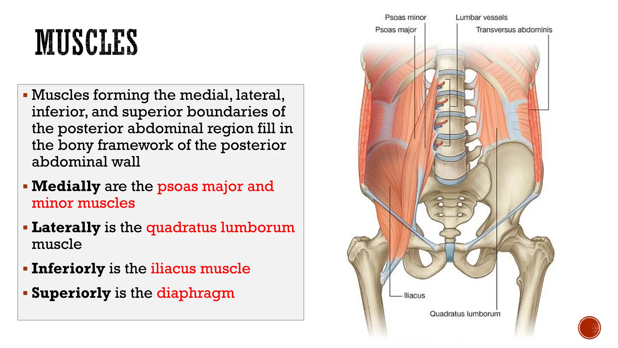 The posterior abdominal wall and Vasculature of abdomen.pdf
