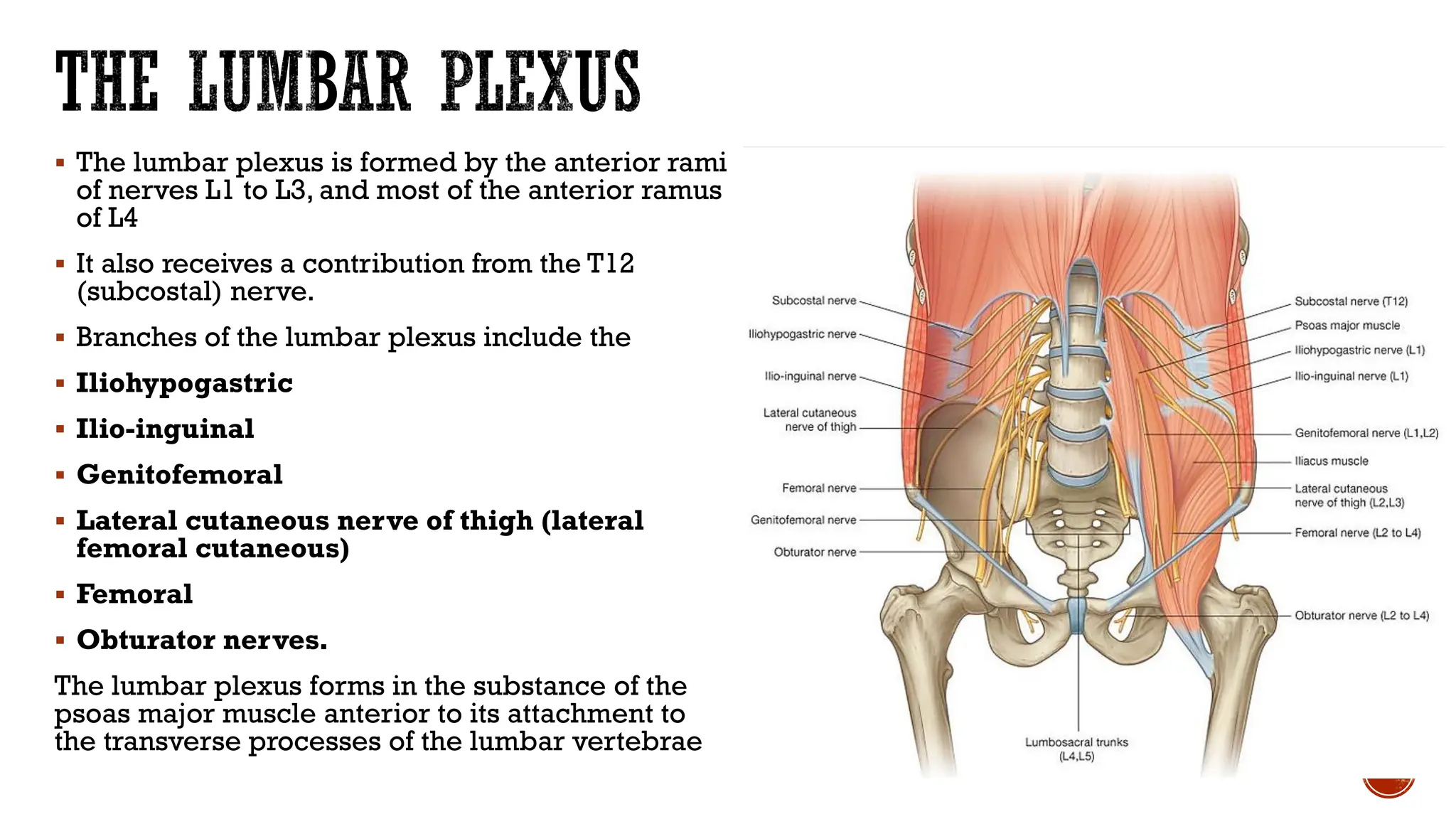 The posterior abdominal wall and Vasculature of abdomen.pdf