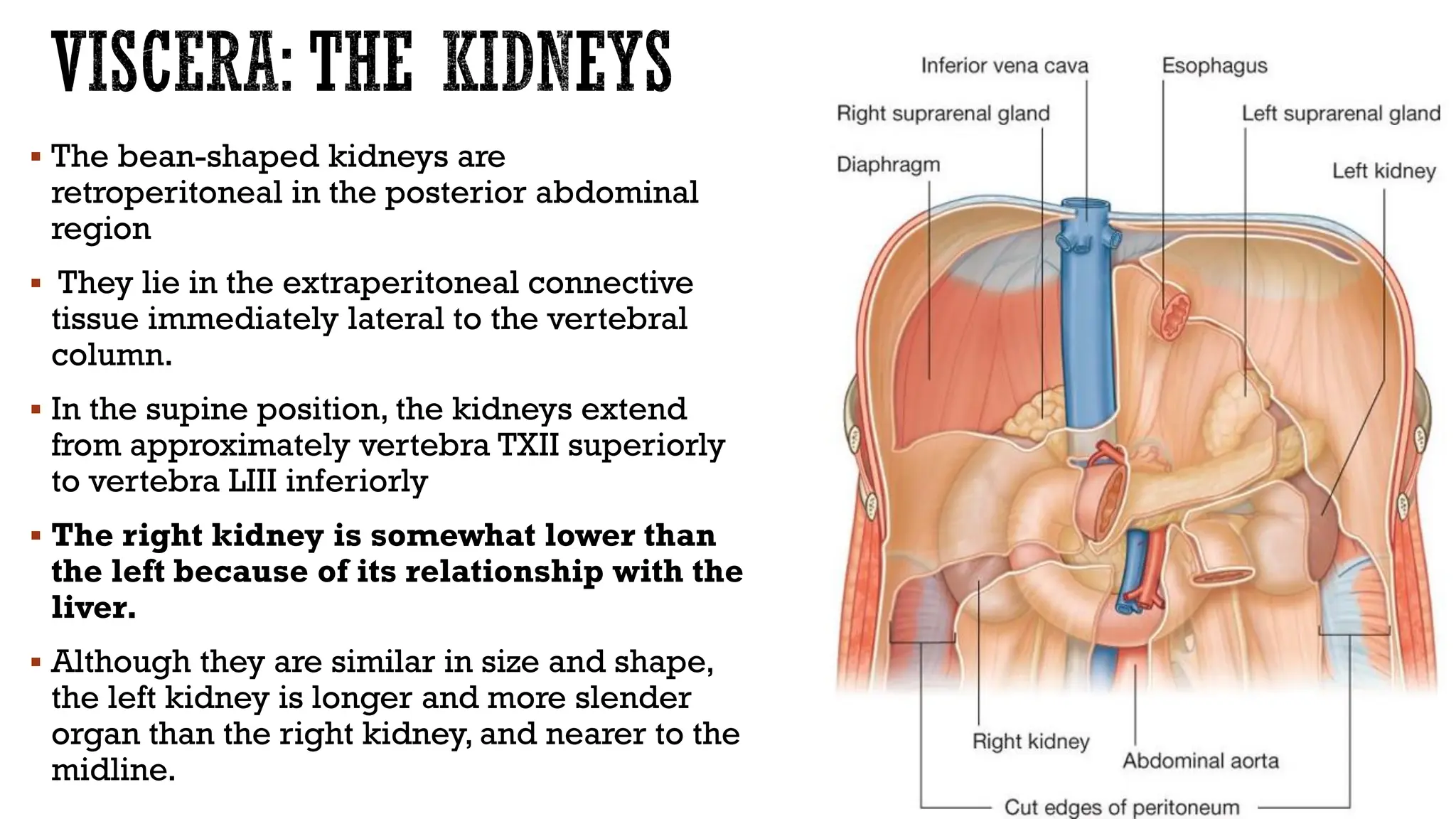 The posterior abdominal wall and Vasculature of abdomen.pdf