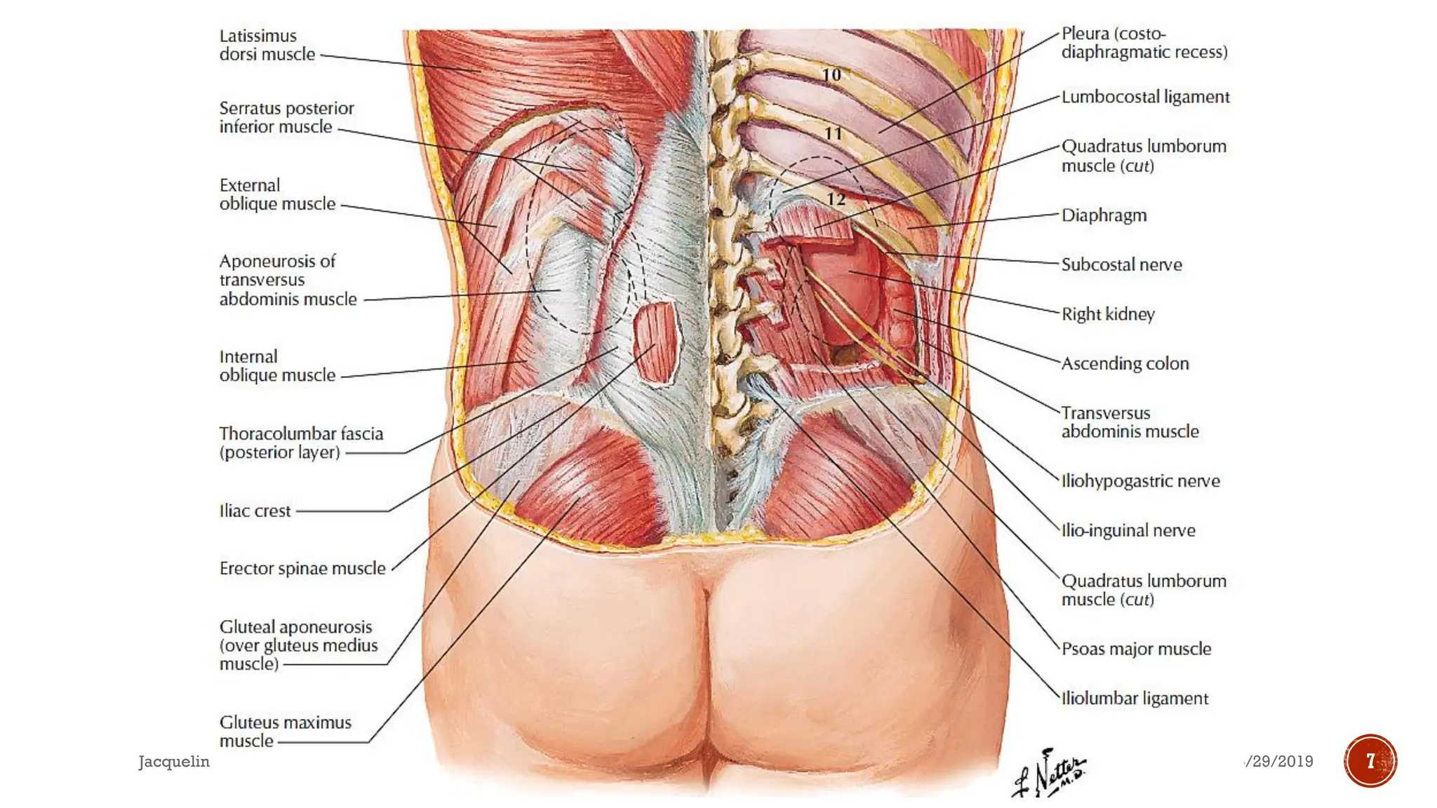 The posterior abdominal wall and Vasculature of abdomen.pdf
