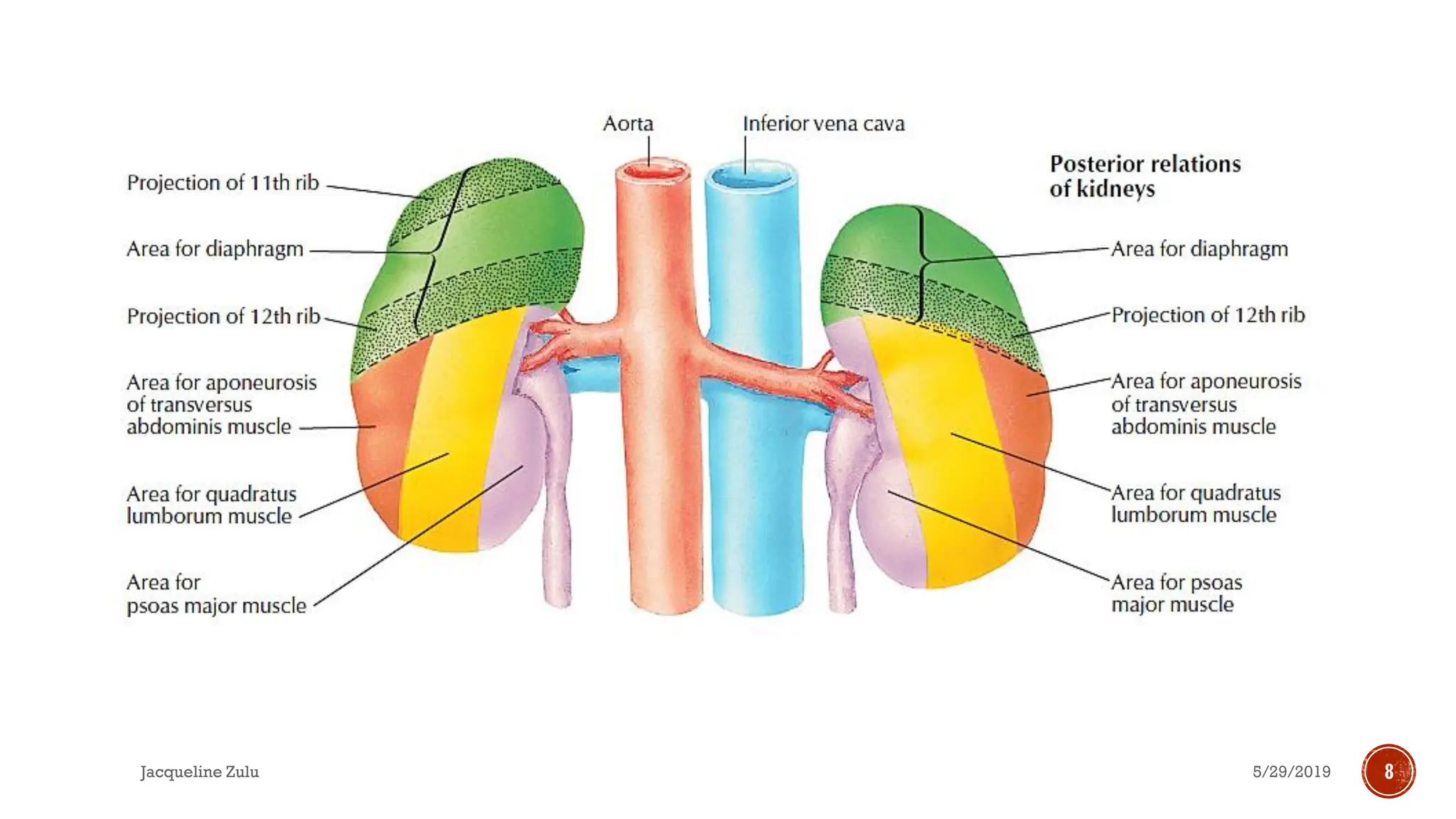 The posterior abdominal wall and Vasculature of abdomen.pdf