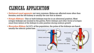 The posterior abdominal wall and Vasculature of abdomen.pdf