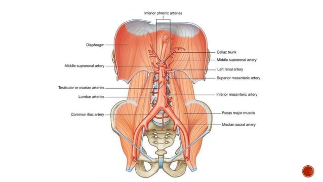 The posterior abdominal wall and Vasculature of abdomen.pdf