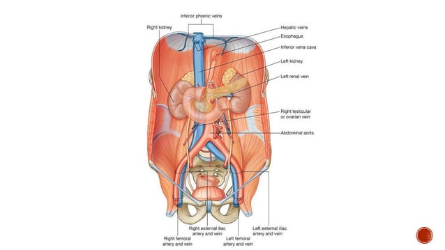 The posterior abdominal wall and Vasculature of abdomen.pdf