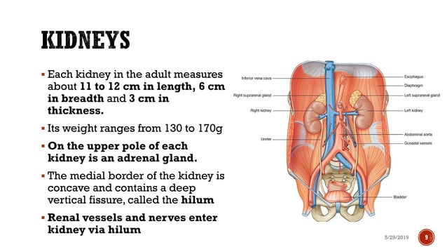 The posterior abdominal wall and Vasculature of abdomen.pdf