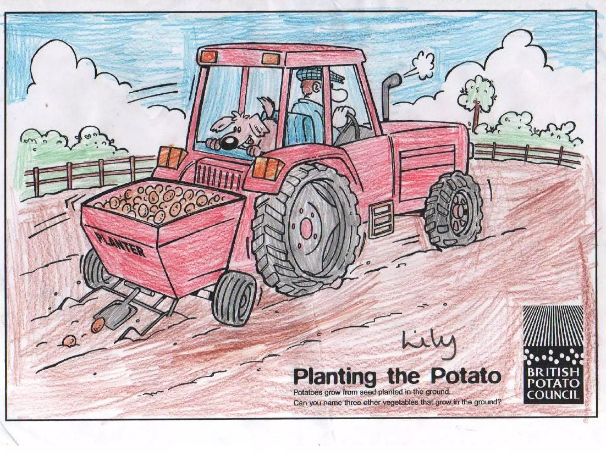The Potato Plant | PPT
