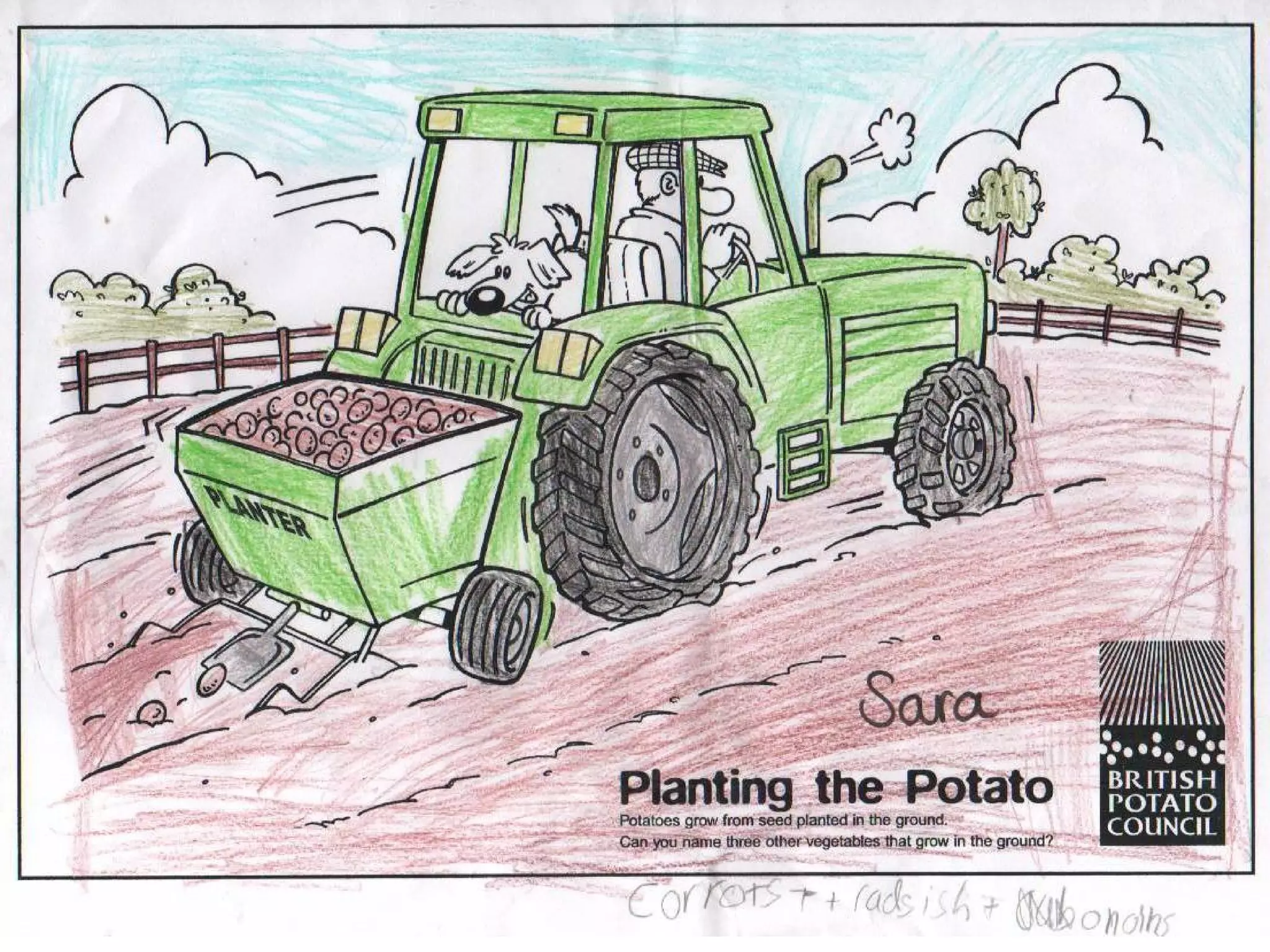 The Potato Plant | PPT