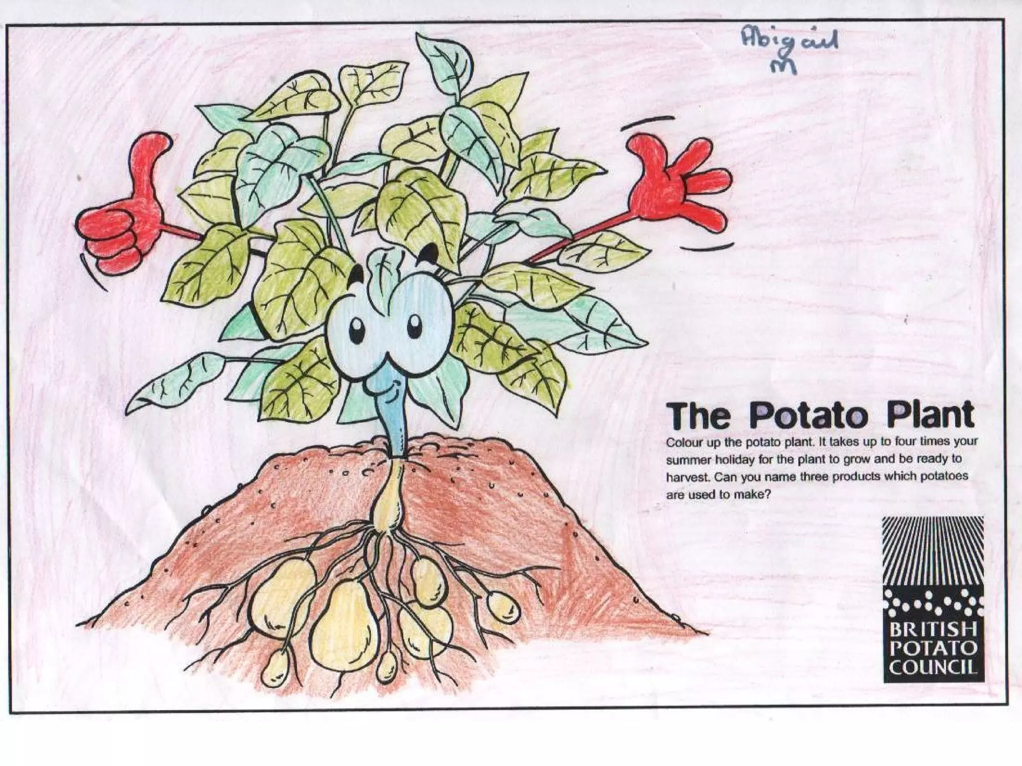 The Potato Plant | PPT
