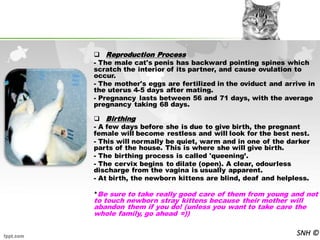 The Power of Cats | PPT