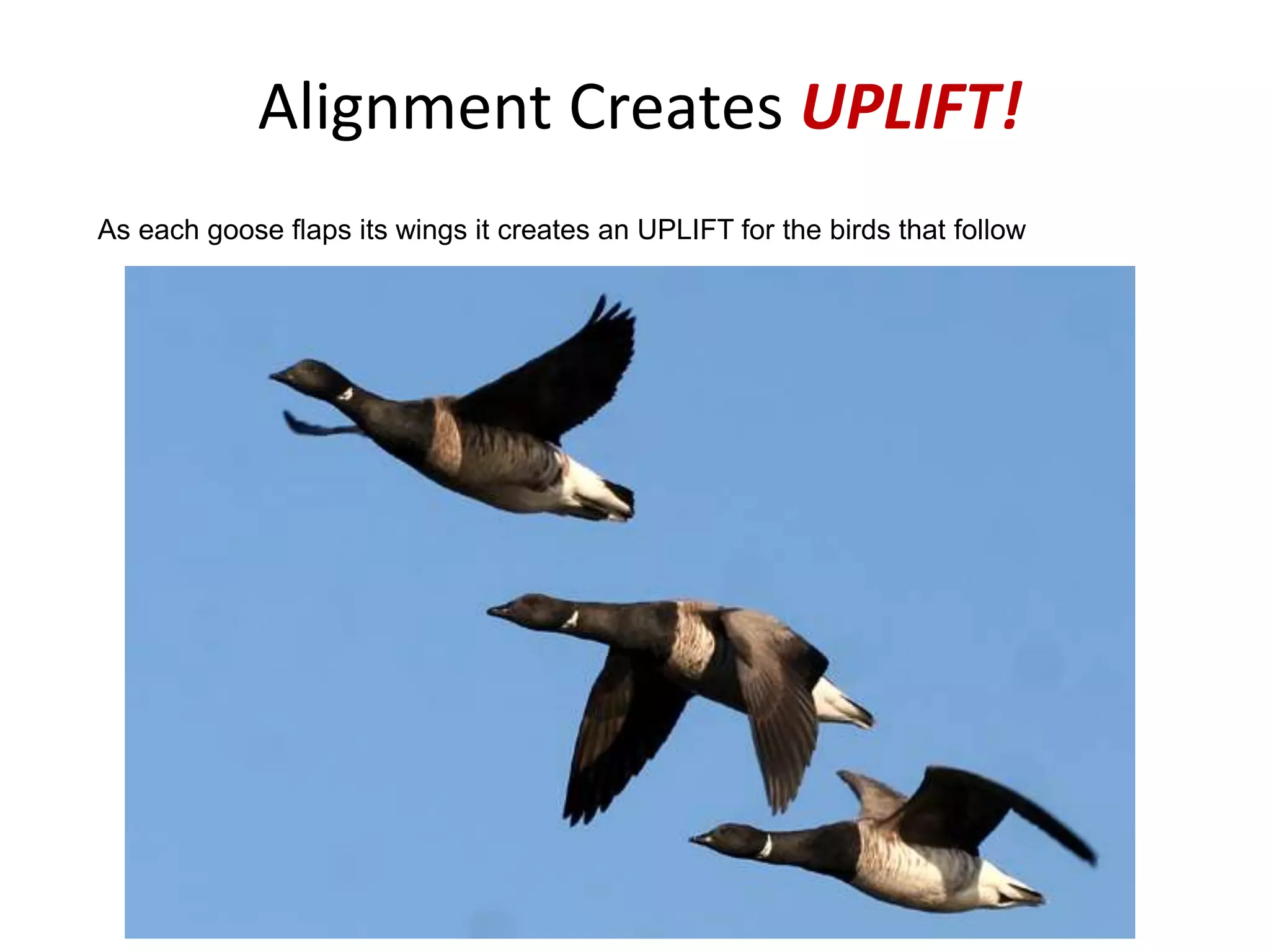 The power of geese | PPTX