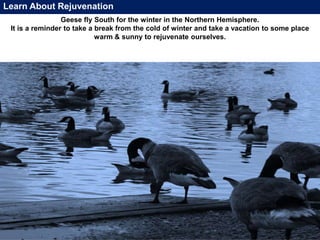 The power of geese | PPTX