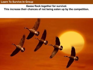The power of geese | PPTX