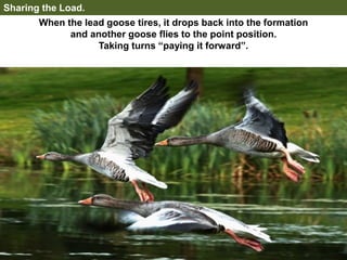 The power of geese | PPTX