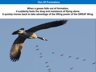 The power of geese | PPTX