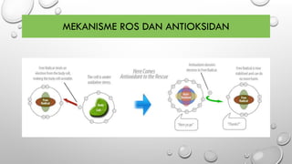 The Power of Zingiberaceae - Kartiawati Alipin | PDF