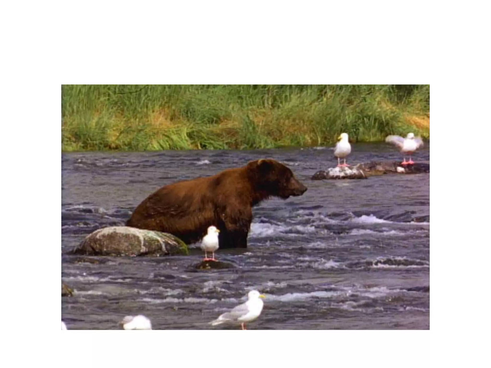 The powerpoint test | PPT