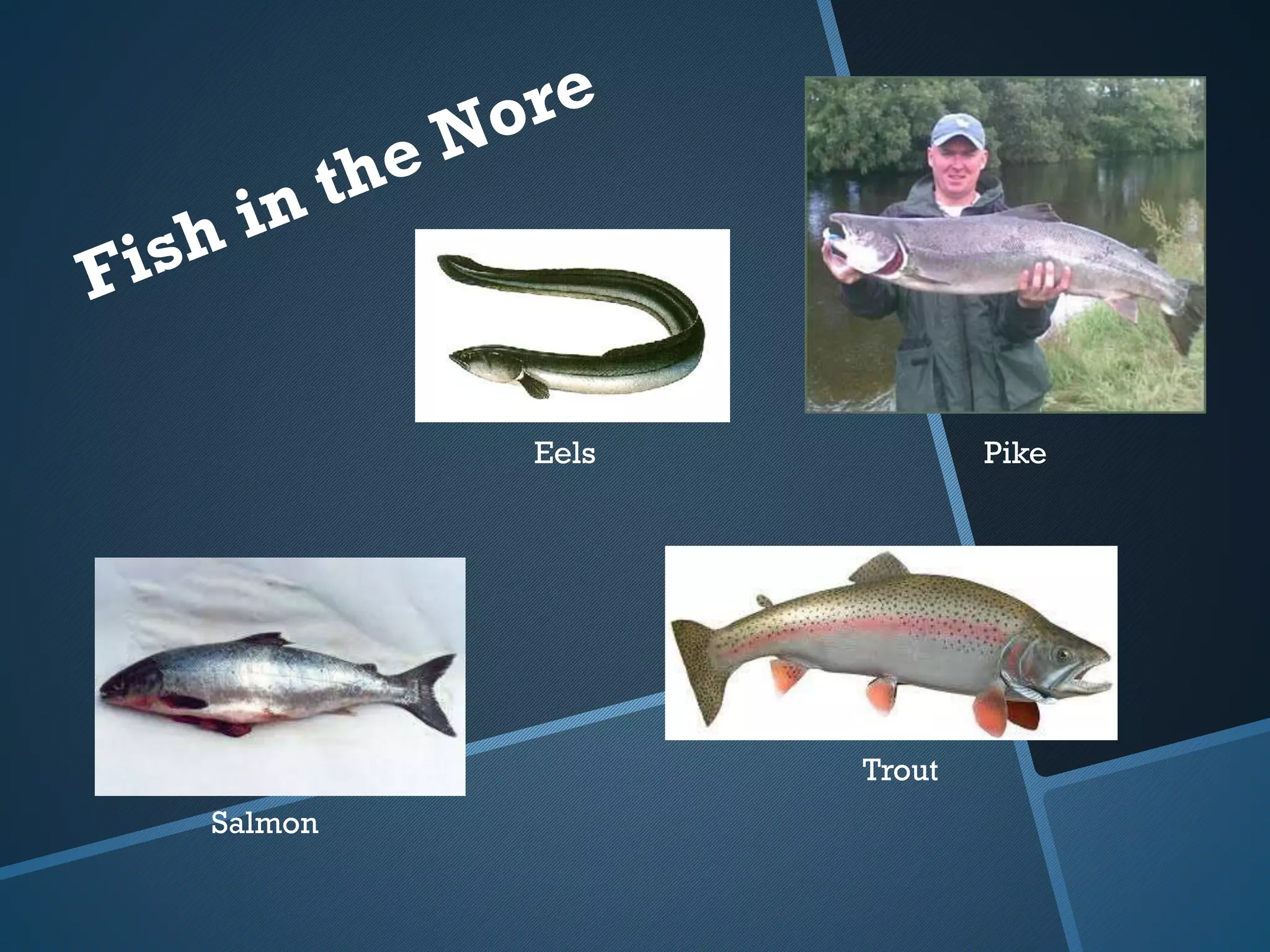 Something Fishy | PPT