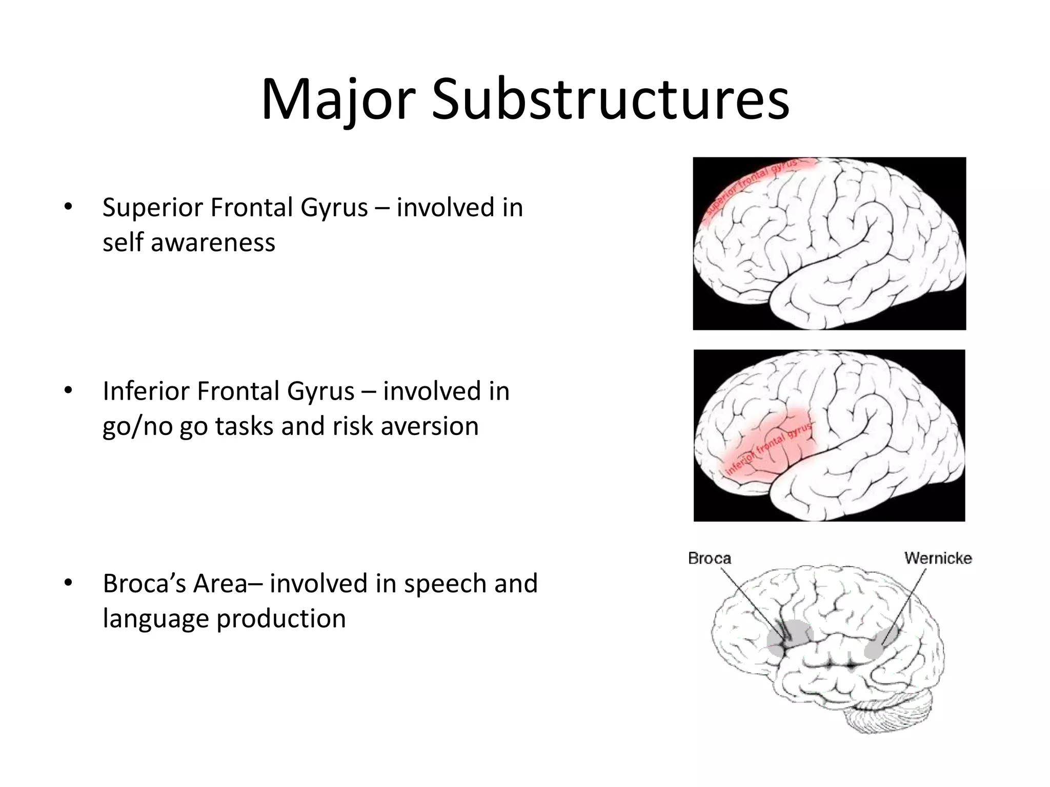 The prefrontal cortex | PPTX