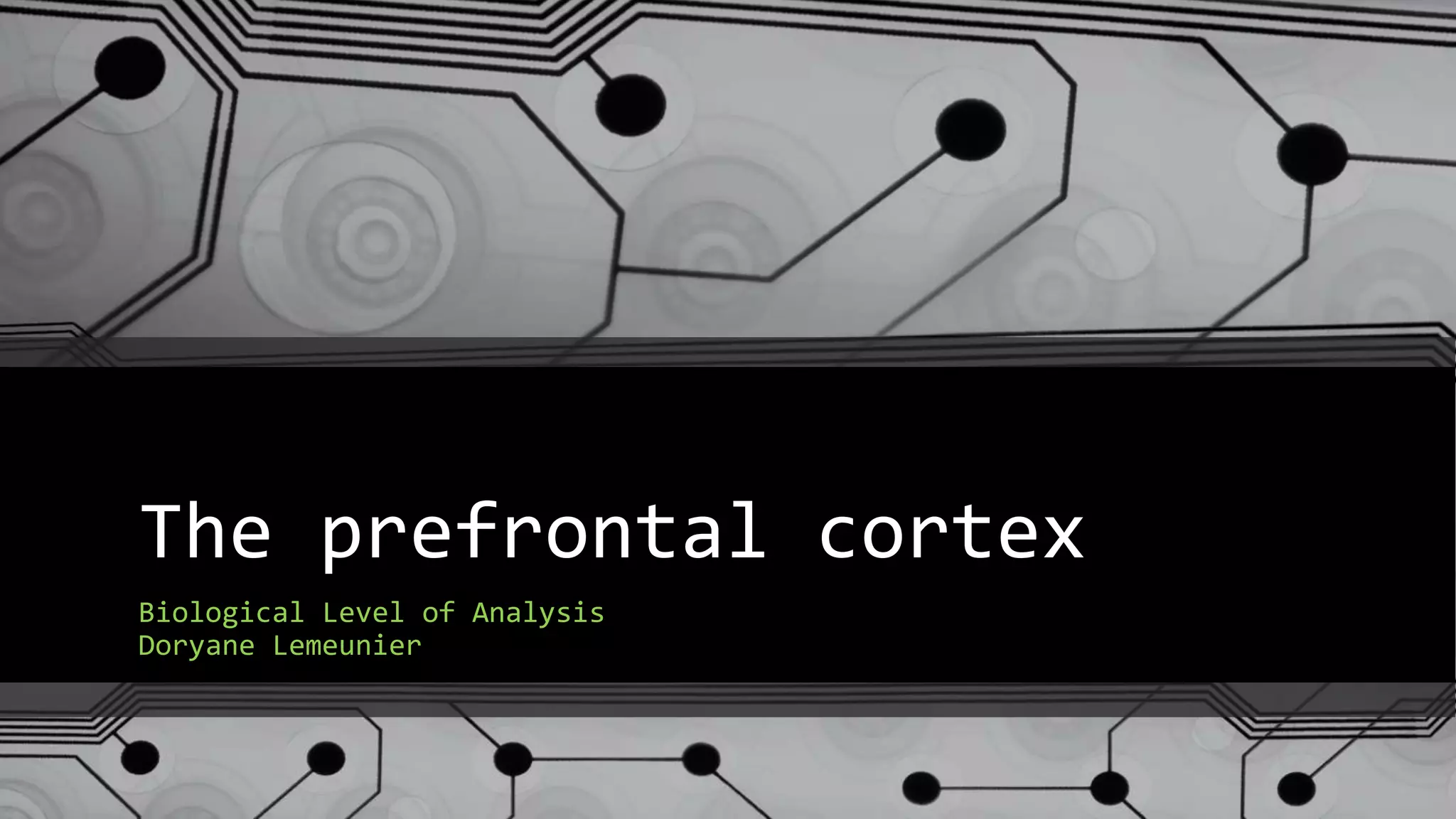 The Prefrontal Cortex What Is It Its Functions Its Dysfunctions And