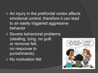 The Prefrontal Cortex | PPTX