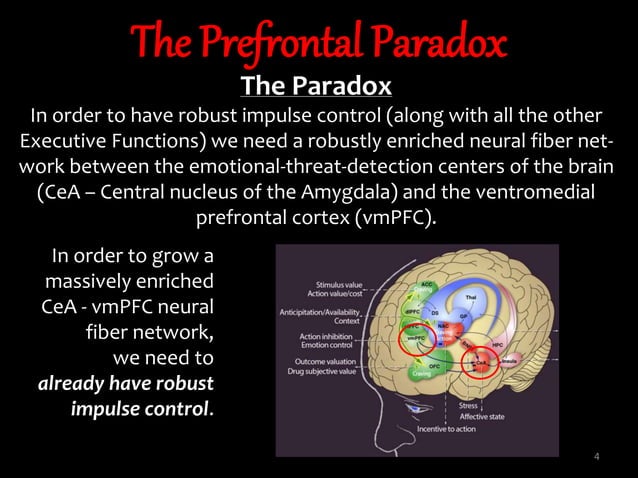 The Prefrontal Paradox | PPTX | Brain and Nervous System Disorders ...