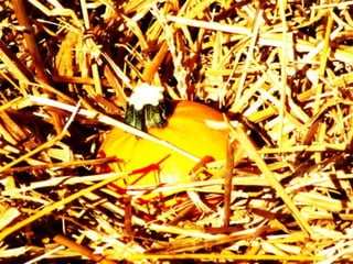 The Preschool Pumpkin Patch | PPSX