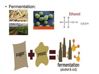 ETHANOL FERMENTATION USING BIOMASS | PDF