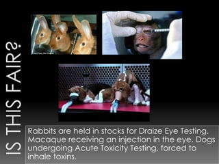 The Price of Beauty | PPT