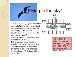 The principle of bernoulli | PPTX