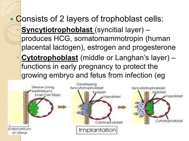 The process of conception | PPTX