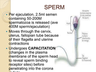 The process of conception | PPTX