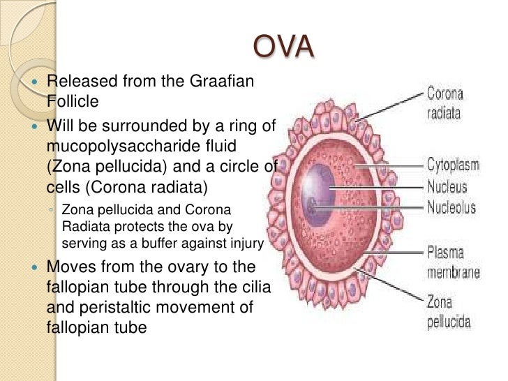 Process Of Conception Diagram Conception Process Slideshare
