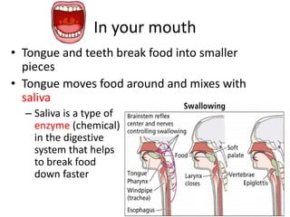 The process of digestion | PPTX