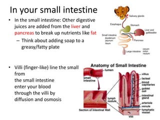 The process of digestion | PPTX
