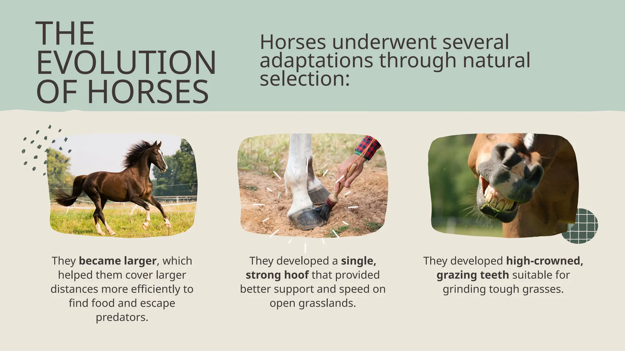 The Process of Evolution (earth and life).pptx