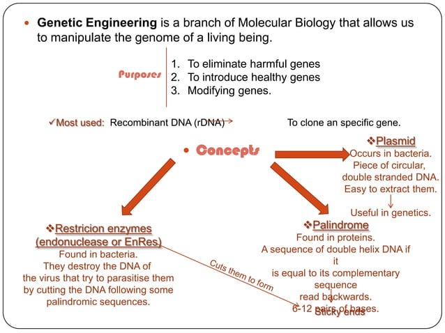 The process of genetic engineering in detail | PPTX