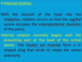 The process of labour.pdf by doctor saba | PPT