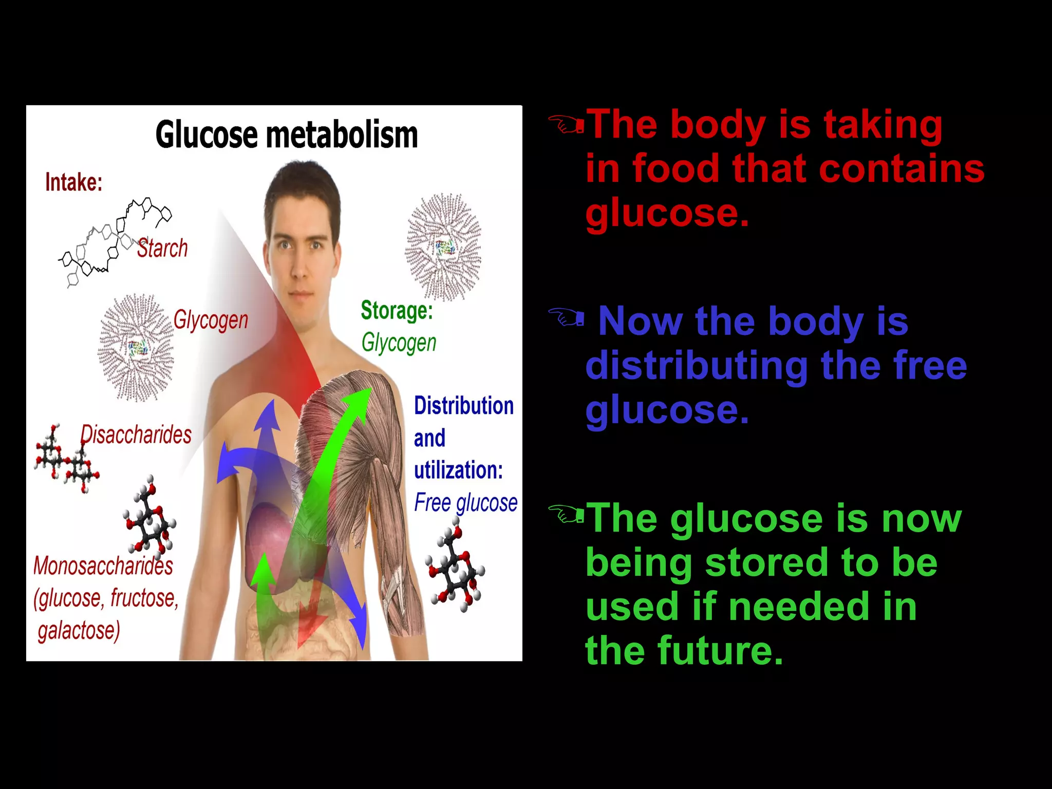 The process of metabolism!! | PPT