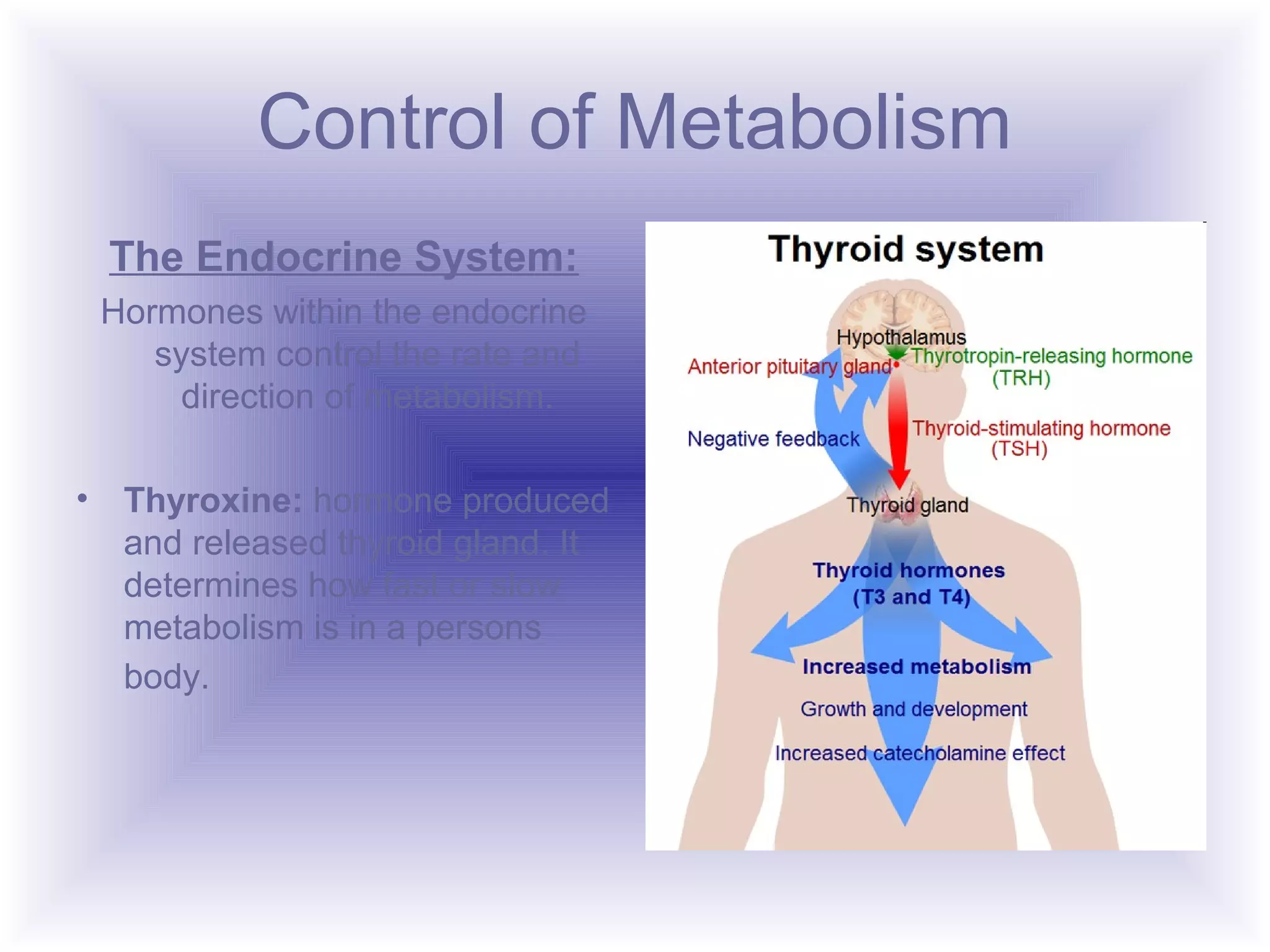 The process of metabolism!! | PPT