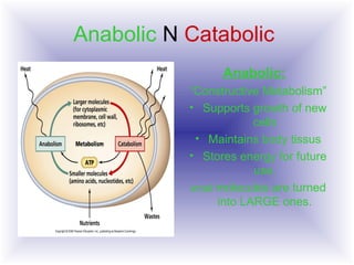The process of metabolism!! | PPT