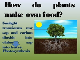 The process of photosynthesis | PPT