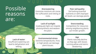 The Process of Photosynthesis (1)cc.pptx