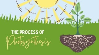 The Process of Photosynthesis Education Presentation in Green Style (1).pdf