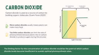 The Process of Photosynthesis Education Presentation .pdf
