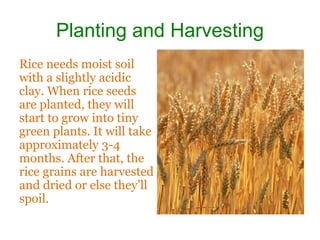 The production of rice by Tina | PPT