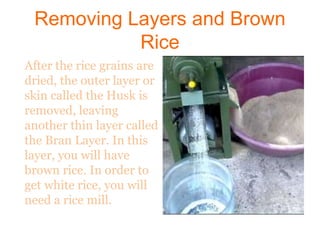 The production of rice by Tina | PPT