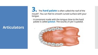 The production of speech sounds - Articulators above the larynx.pptx