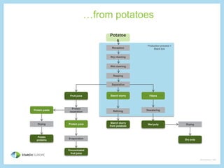 The production process of starch | PPTX