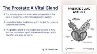 The Prostate - anatomy lecture about human gland | PPTX